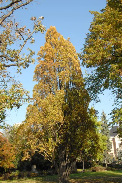 Quercus robur 'Fastigiata' | Cypress oak, Pyramid oak - Van den Berk ...