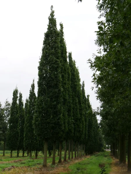 Quercus robur 'Fastigiata v.d.Berk' | Quercus robur 'Fastigiata v.d ...