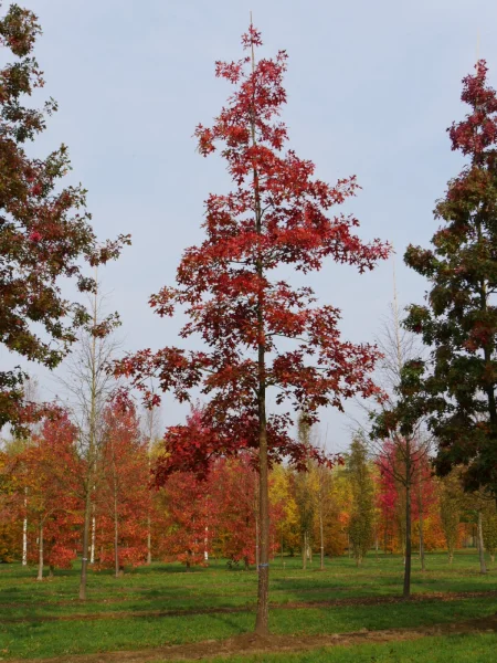 Quercus rubra | Red oak, Nothern Red oak - Van den Berk Nurseries