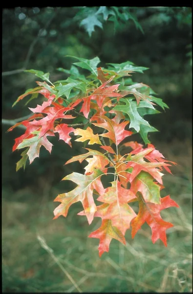 Quercus shumardii - Van den Berk Nurseries