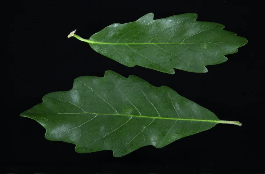 Quercus ×turneri 'Pseudoturneri' | Turner's oak - Van den Berk Nurseries