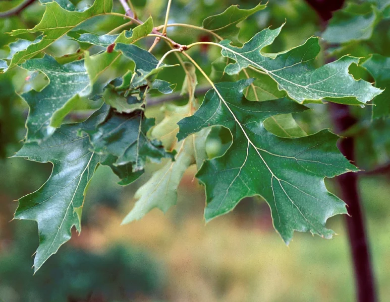 Quercus velutina | Black oak, Yellow bark oak, Quercitron oak - Van den ...