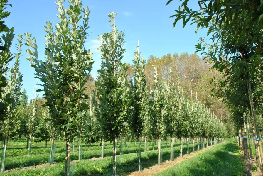 Quercus ×warei KINDRED SPIRIT ('Nadler') | Quercus ×warei KINDRED ...