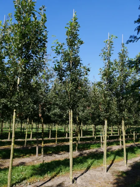Quercus 'Columna' | Quercus 'Columna' - Van den Berk Nurseries