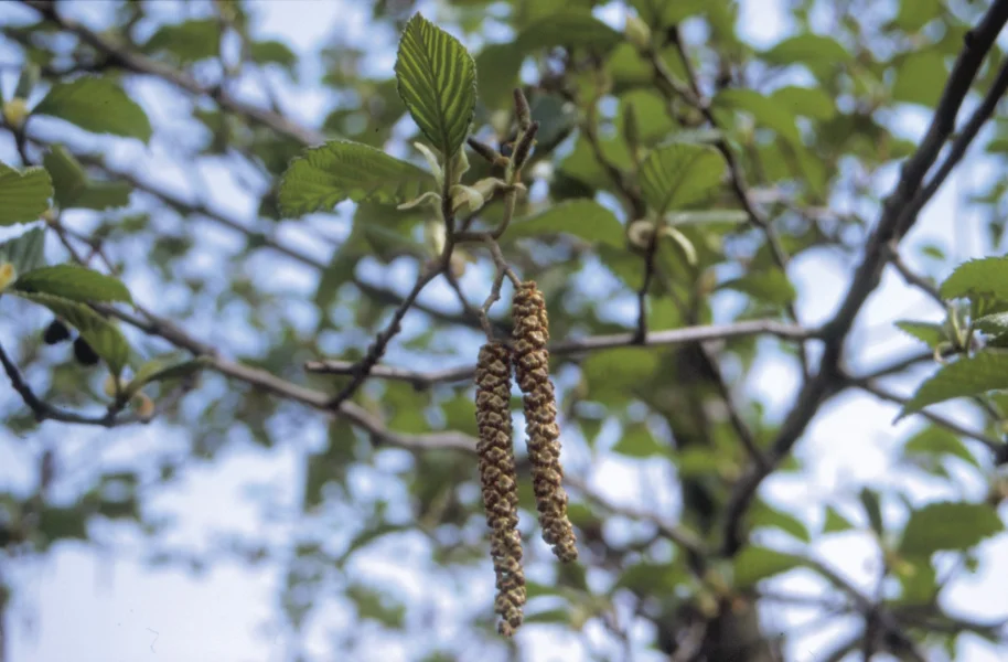Alnus rubra | Red alder, Oregon alder - Van den Berk Nurseries