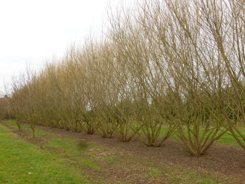 Salix viminalis | Salix viminalis - Van den Berk Nurseries
