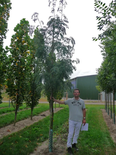Sorbus 'Chinese Lace' | Sorbus 'Chinese Lace' - Van den Berk Nurseries