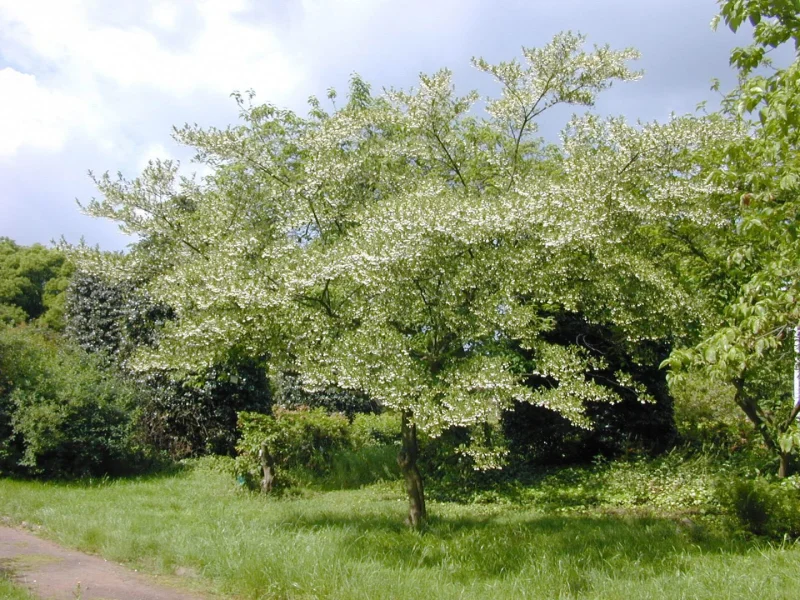 Styrax japonicus | Japanese snowbell, Snowbell tree - Van den Berk ...