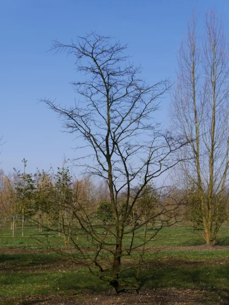Styrax japonicus | Japanese snowbell, Snowbell tree - Van den Berk ...