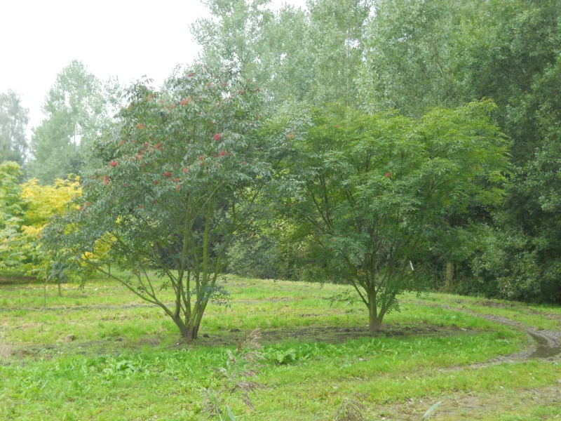 Tetradium daniellii | Tetradium daniellii - Van den Berk Nurseries