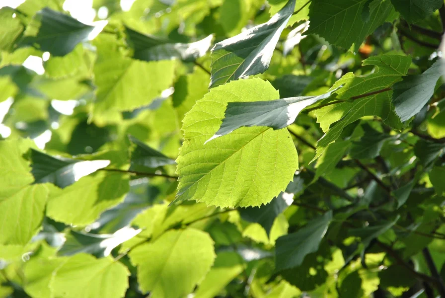 Tilia americana 'Redmond' | Tilia americana 'Redmond' - Van den Berk ...