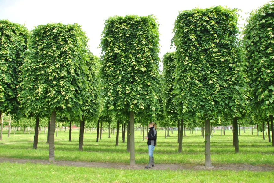 Tilia cordata 'Greenspire' | Tilia cordata 'Greenspire' - Van den Berk ...