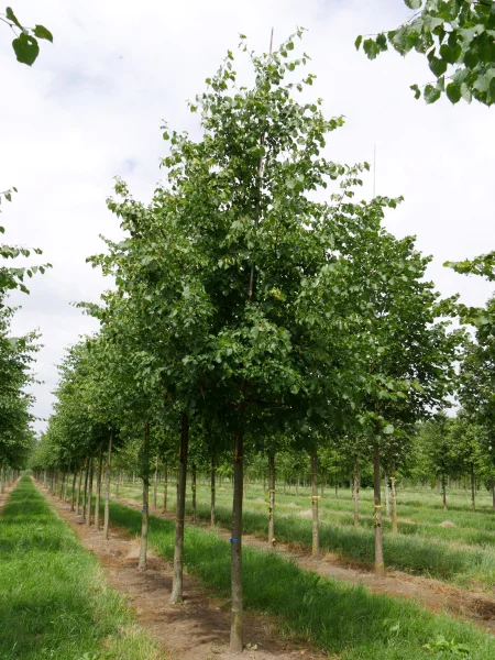 Tilia cordata 'Savaria' | Tilia cordata 'Savaria' - Van den Berk Nurseries