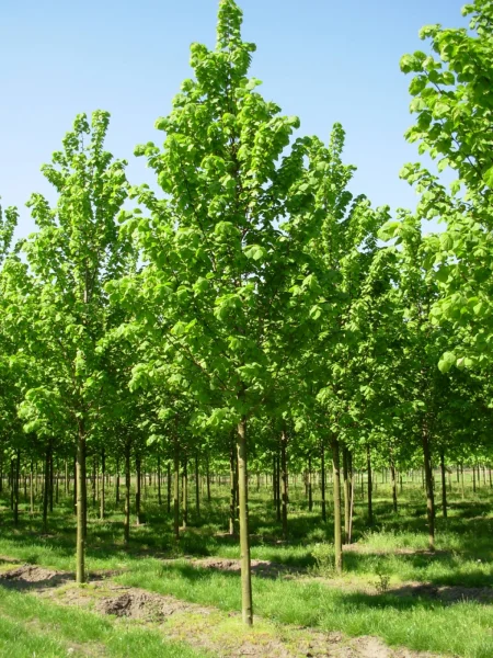 Tilia platyphyllos | Large-leaved linden - Van den Berk Nurseries