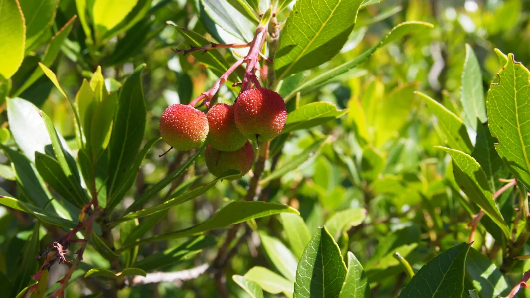 Arbutus unedo | Strawberry tree - Van den Berk Nurseries