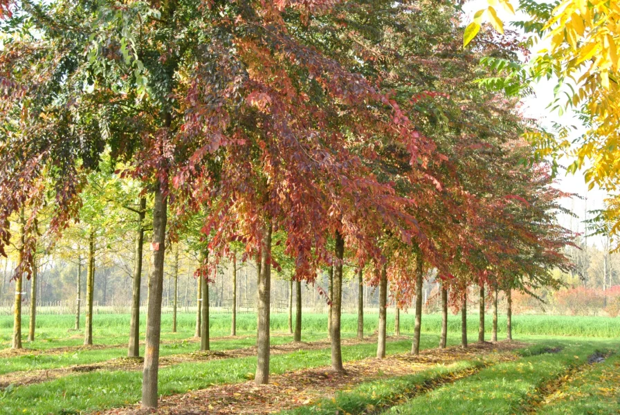 Ulmus 'Frontier' | Ulmus 'Frontier' - Van den Berk Nurseries