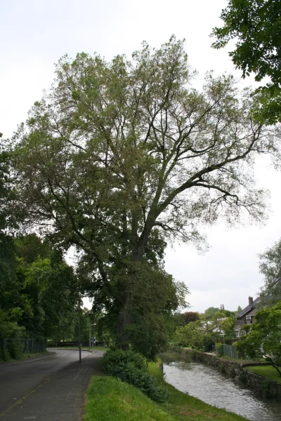 Ulmus laevis | European white elm, Fluttering elm, Russian elm - Van ...