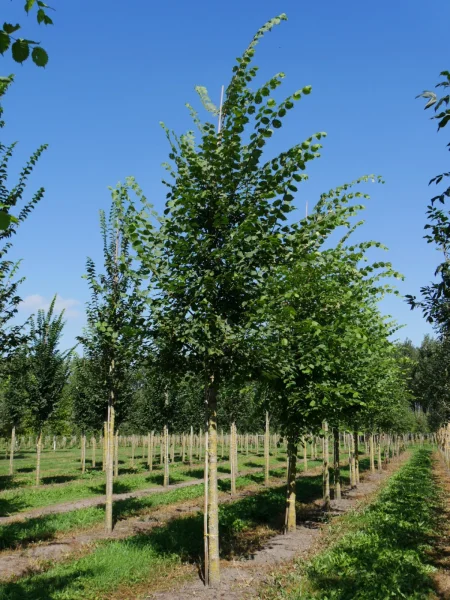 Ulmus laevis | European white elm, Fluttering elm, Russian elm - Van ...