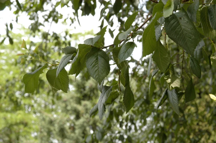 Ulmus laevis | European white elm, Fluttering elm, Russian elm - Van ...