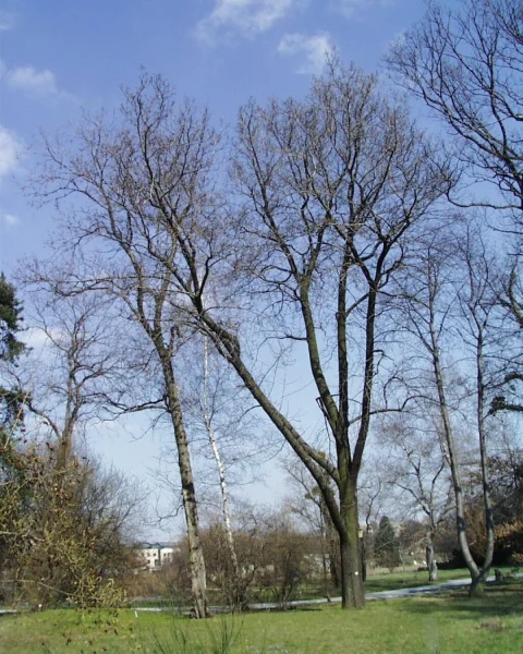 Ulmus laevis | European white elm, Fluttering elm, Russian elm - Van ...