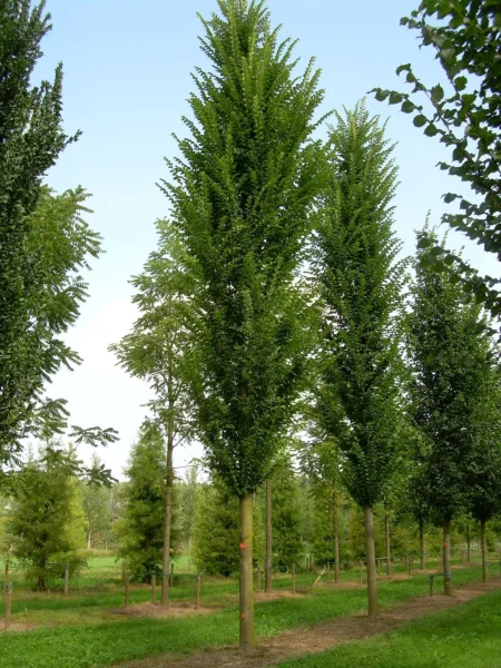 Ulmus 'Clusius' | Ulmus 'Clusius' - Van den Berk Nurseries