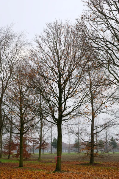 Acer platanoides 'Columnare' | Acer platanoides 'Columnare' - Van den ...