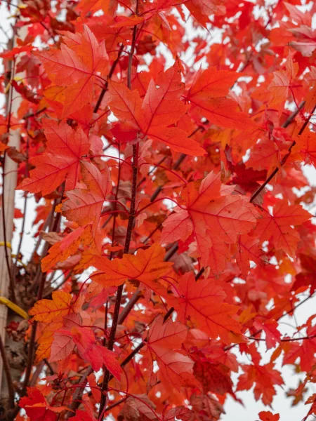 Acer rubrum REDPOINTE ('Frank Jr.') | Acer rubrum REDPOINTE ('Frank Jr ...