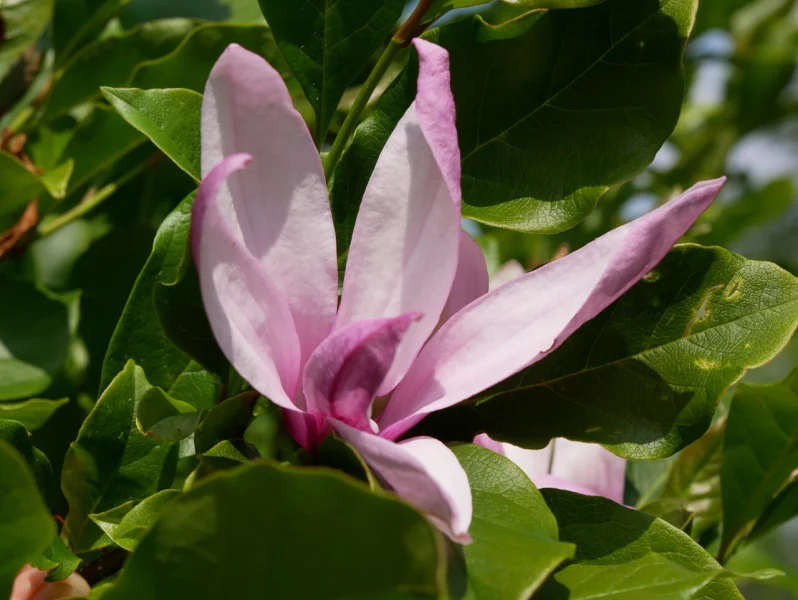 Magnolia 'Betty' | Magnolia 'Betty' - Van den Berk Nurseries