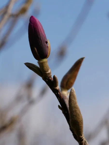 Magnolia 'Betty' | Magnolia 'Betty' - Van den Berk Nurseries
