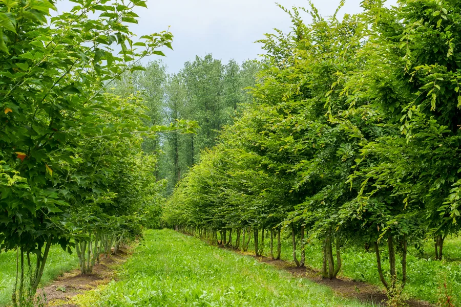 Carpinus betulus | Hornbeam, Common hornbeam - Van den Berk Nurseries