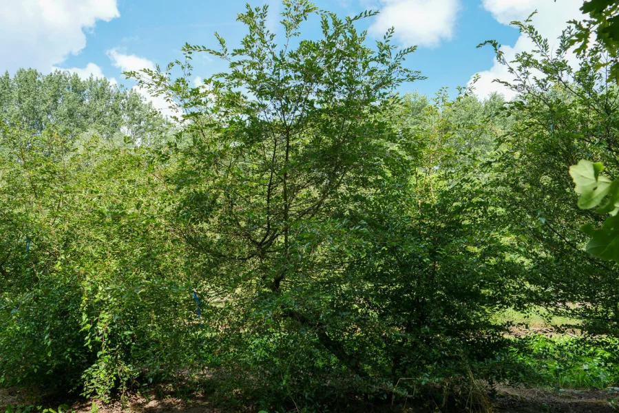 Carpinus coreana | Carpinus coreana - Van den Berk Nurseries