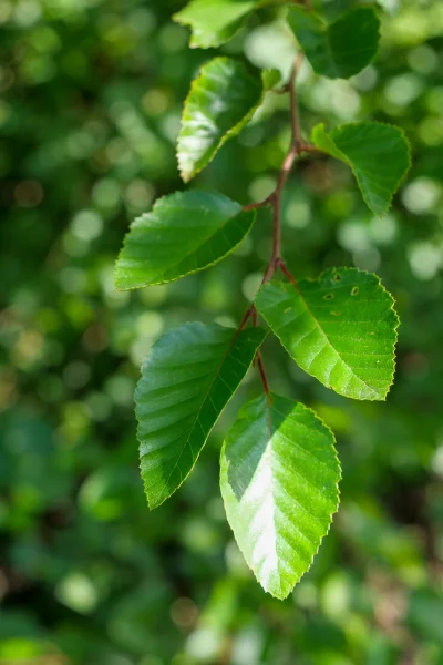 Carpinus coreana | Carpinus coreana - Van den Berk Nurseries