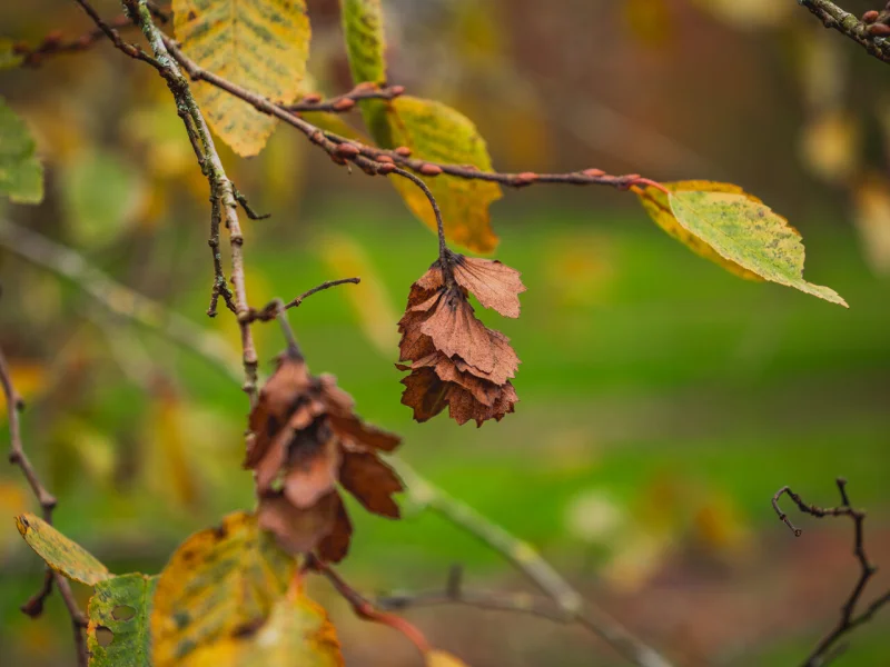 Carpinus coreana | Carpinus coreana - Van den Berk Nurseries