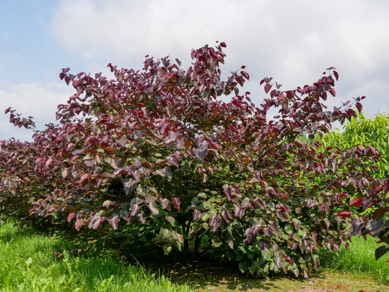 Cercis canadensis 'Merlot' | Cercis canadensis 'Merlot' - Van den Berk ...