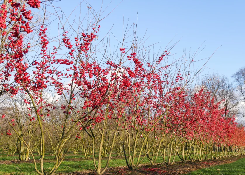 Malus 'Red Sentinel' | Flowering Crab - Van den Berk Nurseries