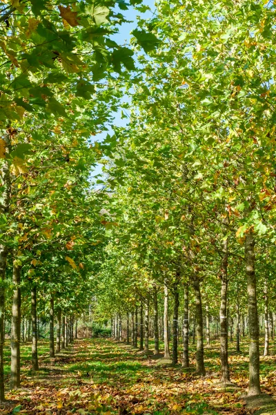Platanus occidentalis | American plane tree, Western plane, Buttonball ...
