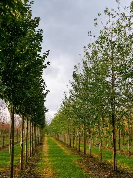 Prunus mahaleb | Prunus mahaleb - Van den Berk Nurseries