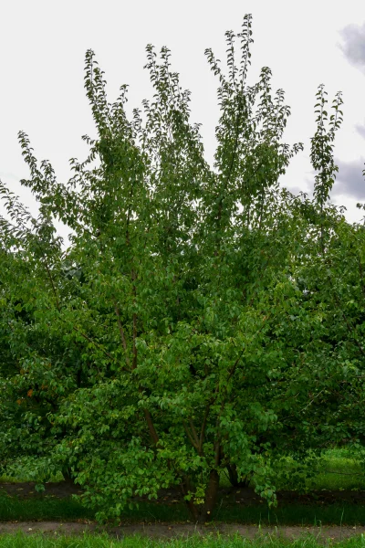Prunus mahaleb | Prunus mahaleb - Van den Berk Nurseries
