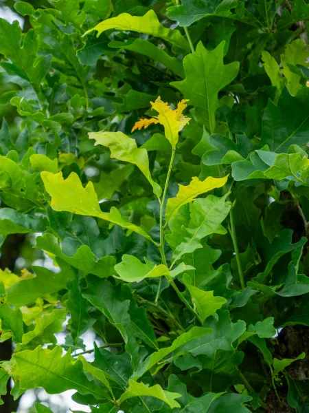 Quercus ×bimundorum CRIMSON SPIRE ('Crimschmidt') | Quercus ×bimundorum ...