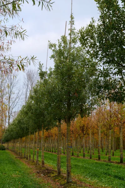 Quercus ×hispanica 'Fulhamensis' | Fulham oak - Van den Berk Nurseries