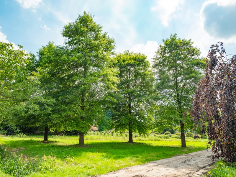 Quercus phellos | Willow oak - Van den Berk Nurseries