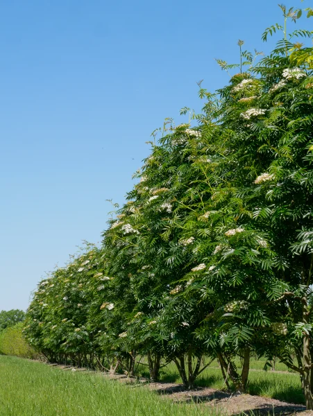 Sorbus 'Dodong' | Sorbus 'Dodong' - Van den Berk Nurseries