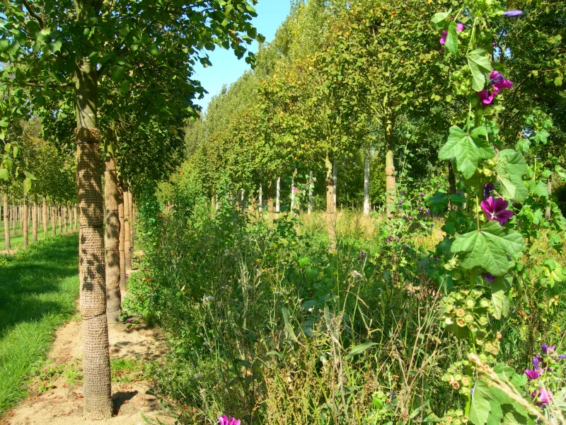 Sustainable production