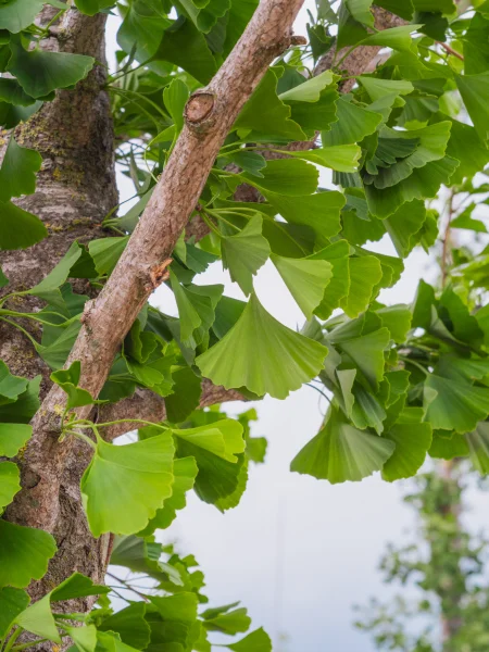 Ginkgo biloba FASTIGIATA BLAGON ('Blagon') | Ginkgo biloba FASTIGIATA ...