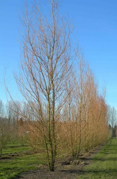 Multi-stem trees: a list of species and characteristics.