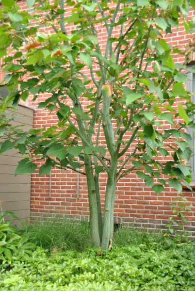 Multi-stem trees: a list of species and characteristics.