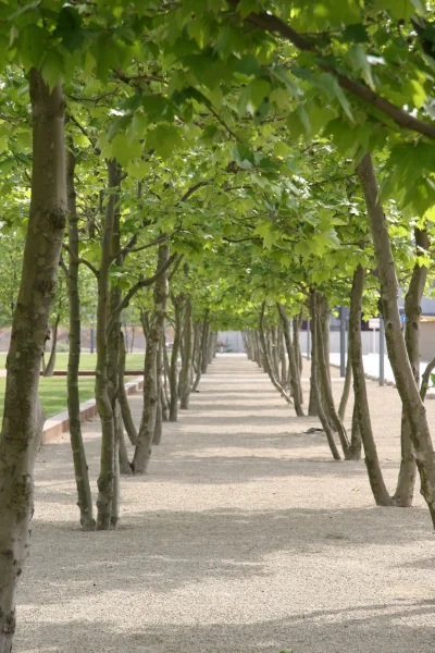 Multi-stem trees: a list of species and characteristics.