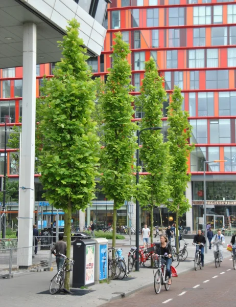 Are you looking for trees for narrow streets? Read our tips!