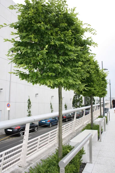 Are you looking for trees for narrow streets? Read our tips!