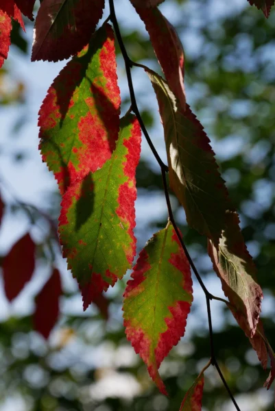 Ulmus 'Frontier' | Ulmus 'Frontier' - Van den Berk Nurseries
